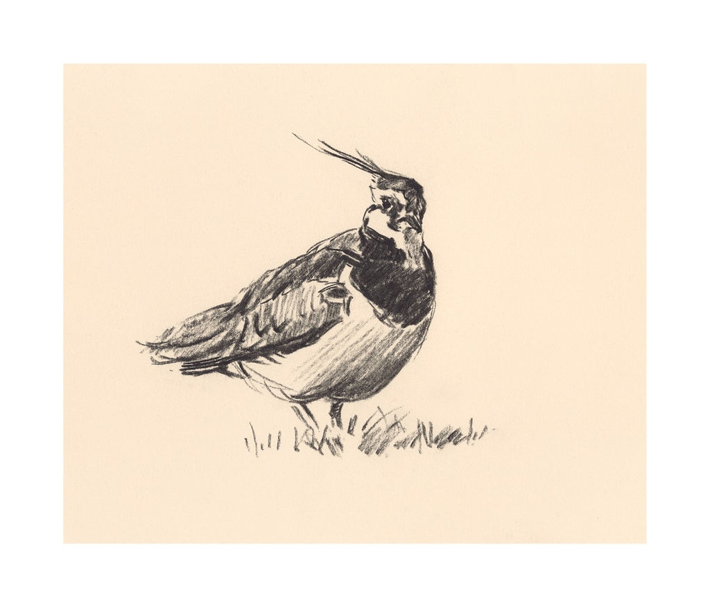 'Lapwing Sketch' Limited Edition Print (100 only) by Ashley Boon - 7.5 ...