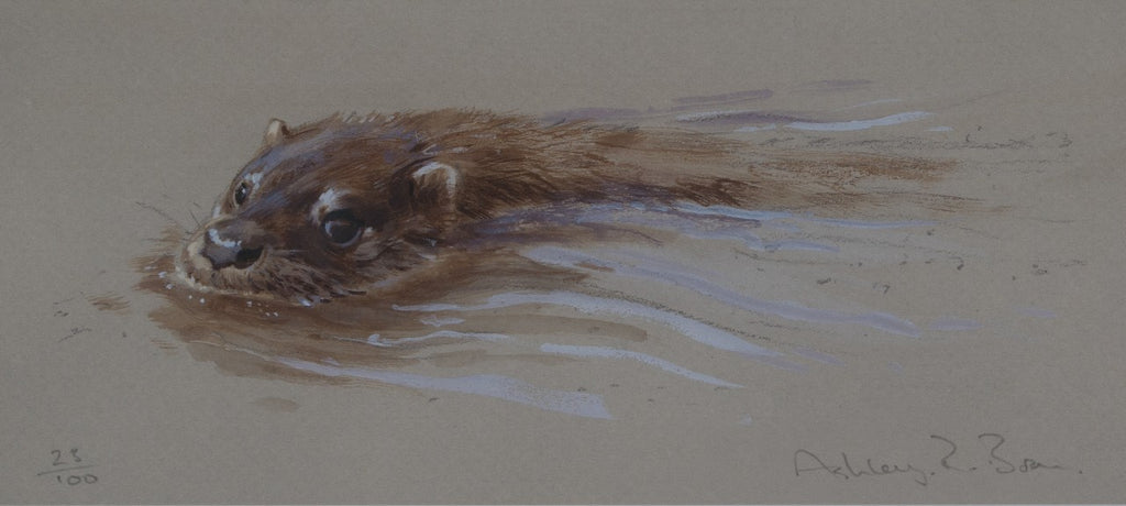 013. 'Otter' Limited Edition Print (100 only) by Ashley Boon - 4" x 9 ...