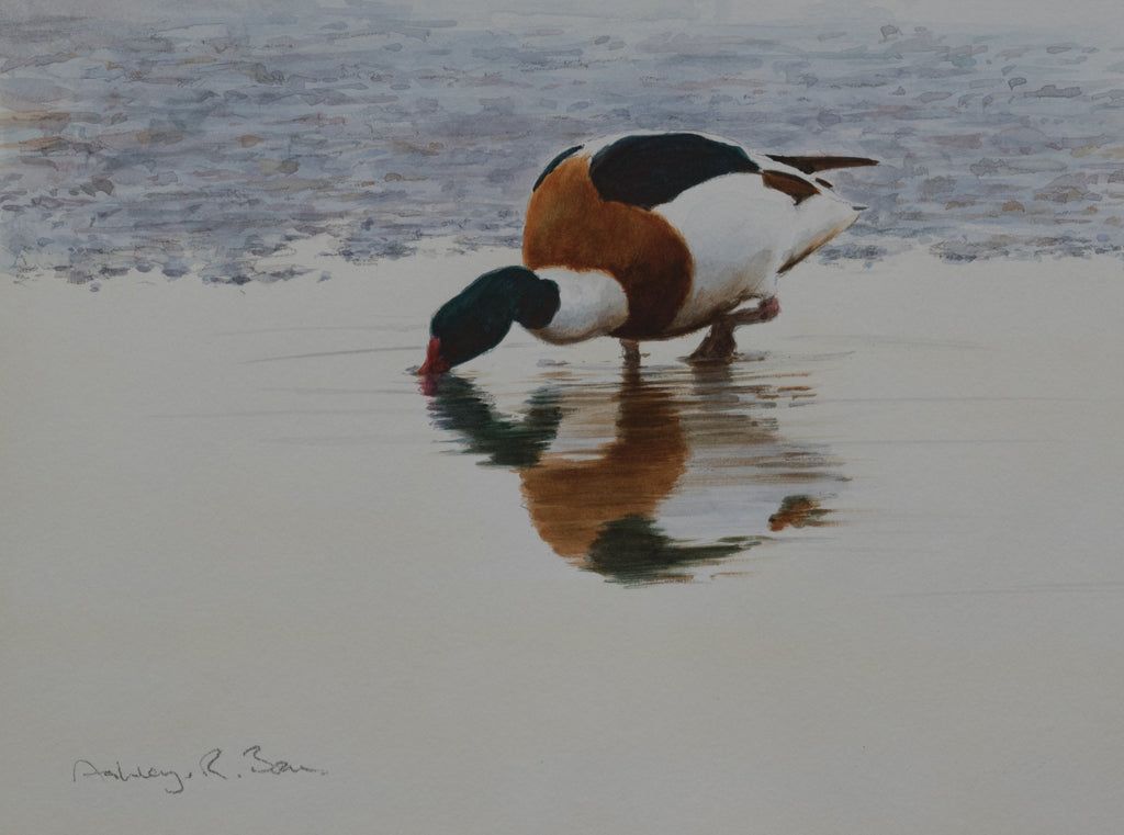 'Shelduck Reflection' Original watercolour by Ashley Boon - 7.5" x 9 ...