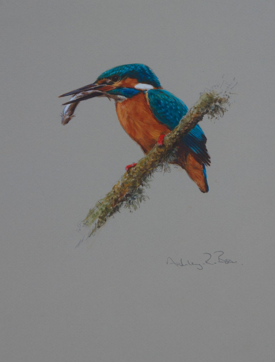 015. 'Kingfisher' Limited Edition Print (100 only) by Ashley Boon -10 ...