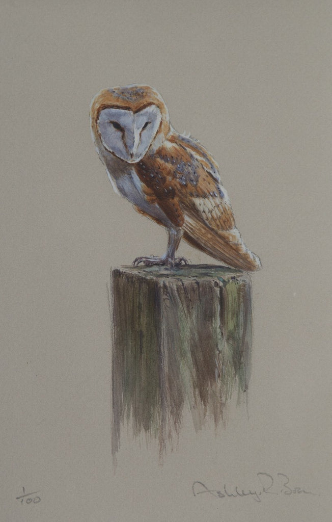 016. 'Barn Owl' Limited Edition Print (100 only) by Ashley Boon - 9" x ...