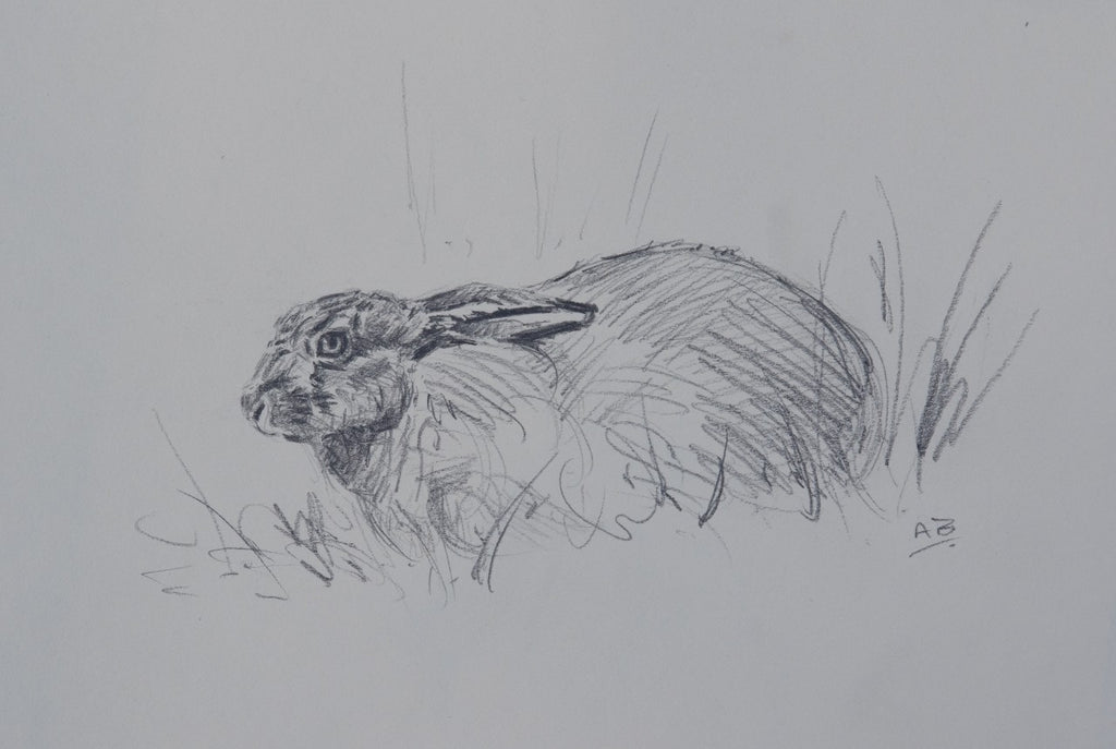 'Brown Hare' - Original pencil sketch by Ashley Boon - 6.5 x 9" – The ...