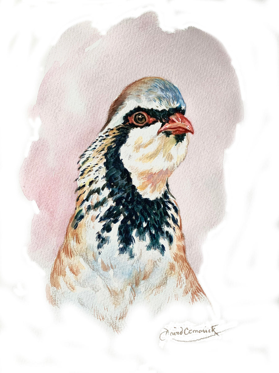 'Red-legged Partridge studies’ - Original Ink Drawing by David Cemmick ...