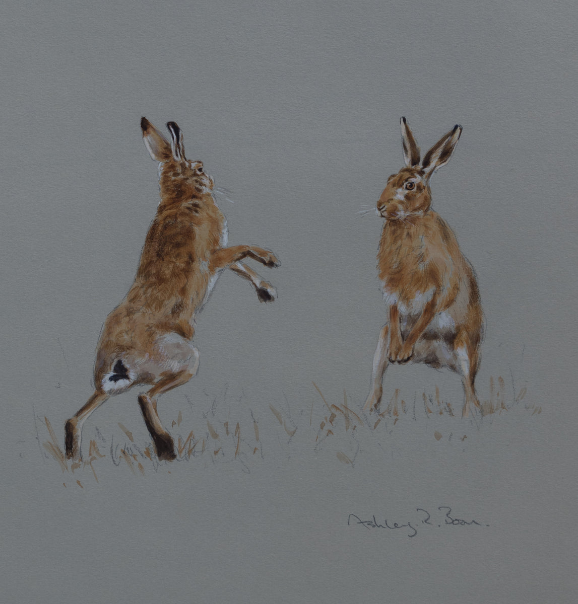 'Boxing Hares Sketch' - Original watercolour by Ashley Boon - 11" x 10 ...