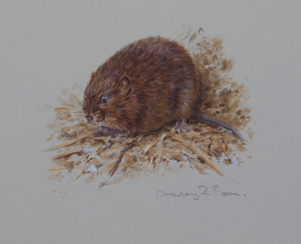 'Water Vole' - Original watercolour by Ashley Boon - 7.75 x 9" – The ...