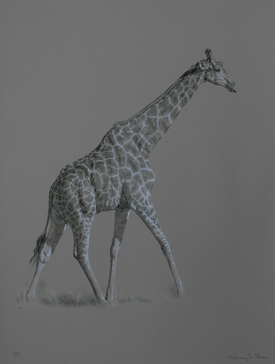 031. 'Southern Giraffe' Limited Edition Print (25 only) by Ashley Boon ...
