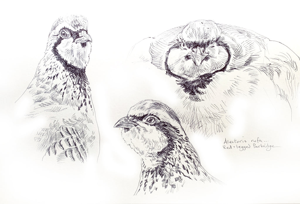 'Red-legged Partridge’ - Original Ink Drawing by David Cemmick - 25 x ...