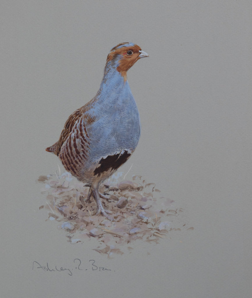 'Grey Partridge Portrait' - Original Watercolour by Ashley Boon - 10 ...