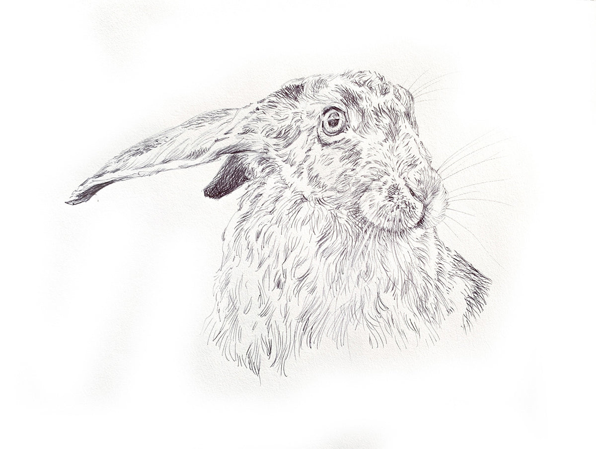 'Hare head study’ - Original Ink Drawing by David Cemmick - 30 x 35cm ...