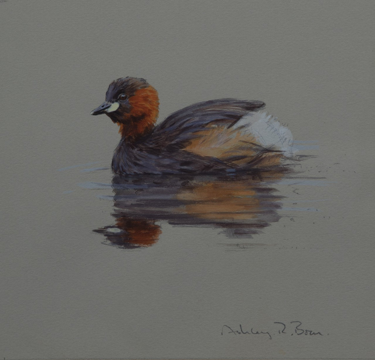 'Dabchick Study' - by Ashley Boon - 7.75 x 8" – The GWCT Wildlife Art ...