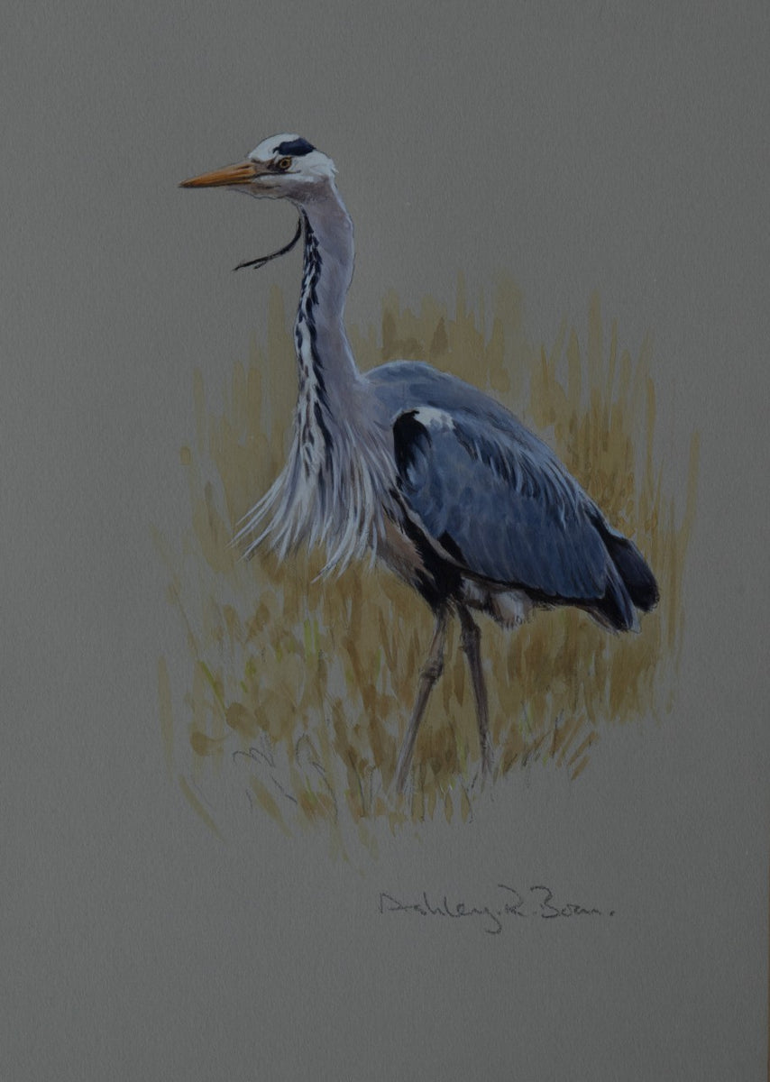 'Grey Heron Study' - Original by Ashley Boon - 11.5 x 7.5" – The GWCT ...