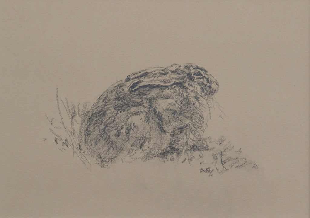 'Brown Hare Sketch II' - Original Pencil Drawing by Ashley Boon - 7.75 ...