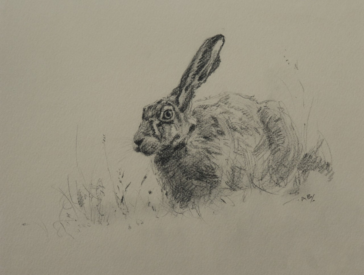 'Brown Hare Sketch IV' - Original Pencil Drawing by Ashley Boon - 10 ...