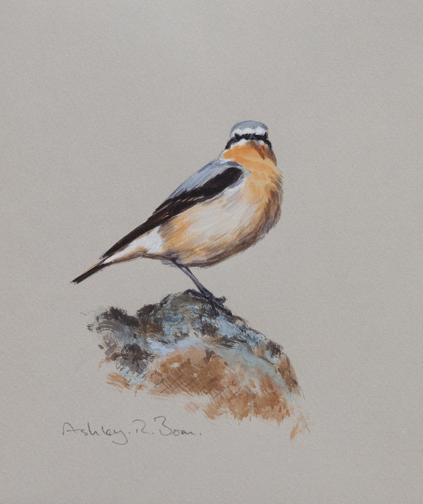 'Cock Wheatear' - Original Watercolour by Ashley Boon - 7" x 6.25 ...