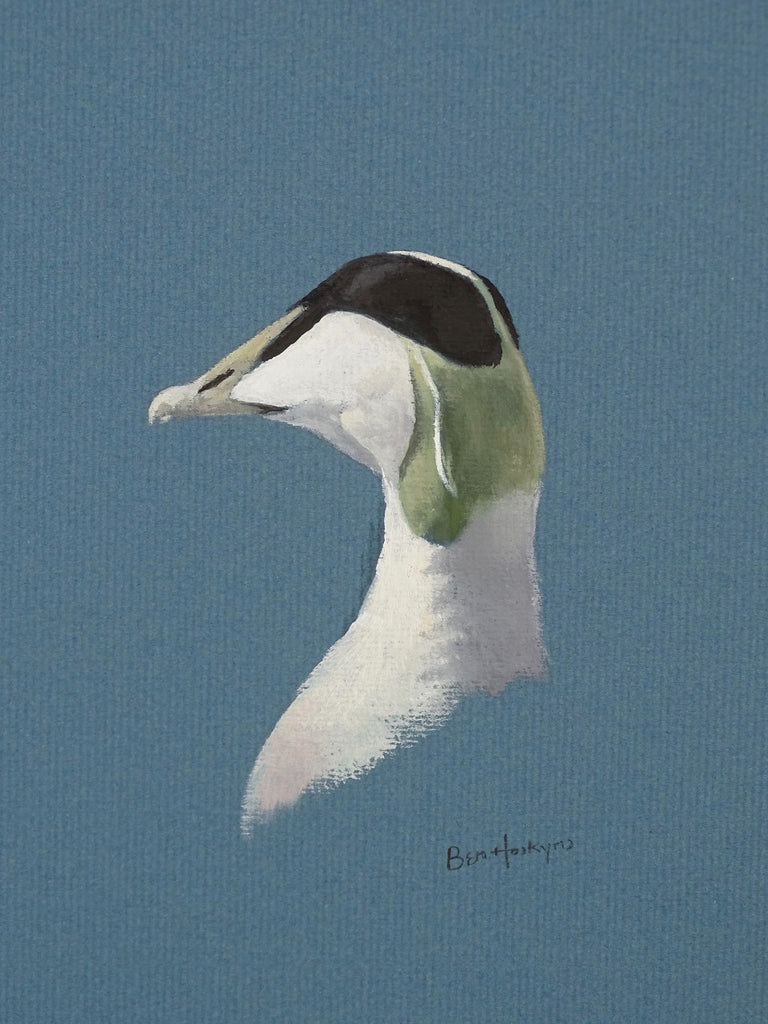 'Eider Head' - Original Oil Painting by Ben Hoskyns – The GWCT Wildlife ...