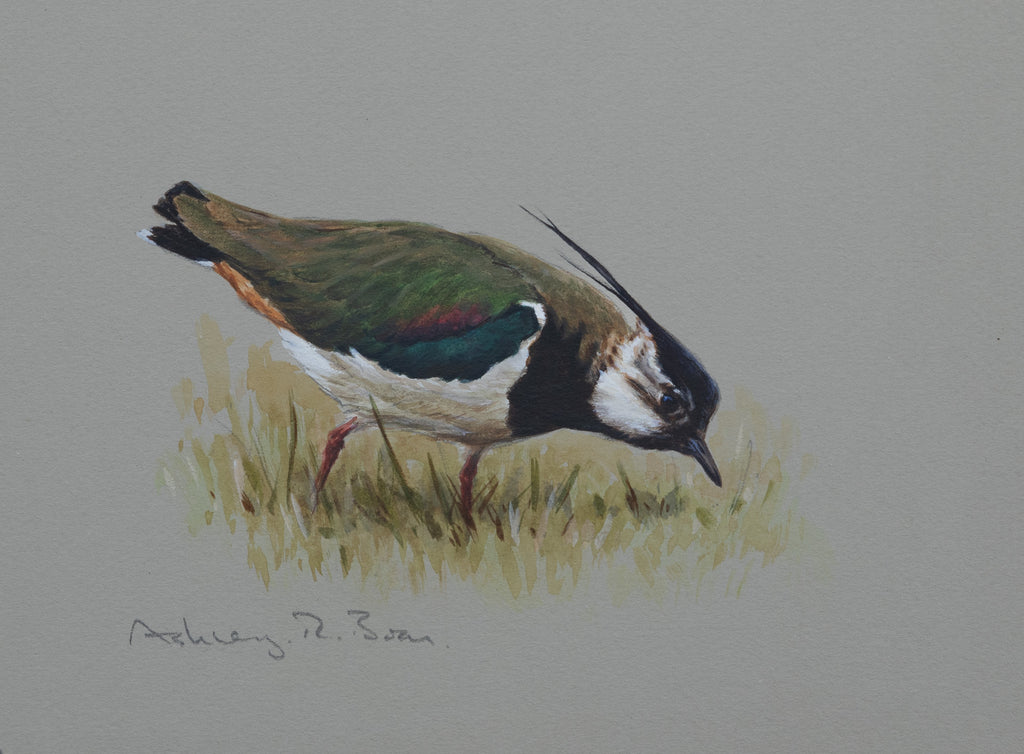 'Feeding Lapwing' - Original Watercolour by Ashley Boon - 6" x 8" – The ...
