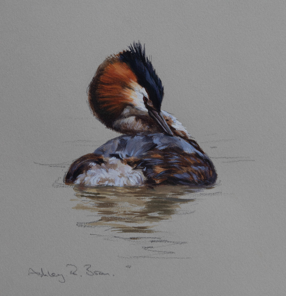 'Great Crested Grebe' - Original Watercolour by Ashley Boon - 7" x 7 ...