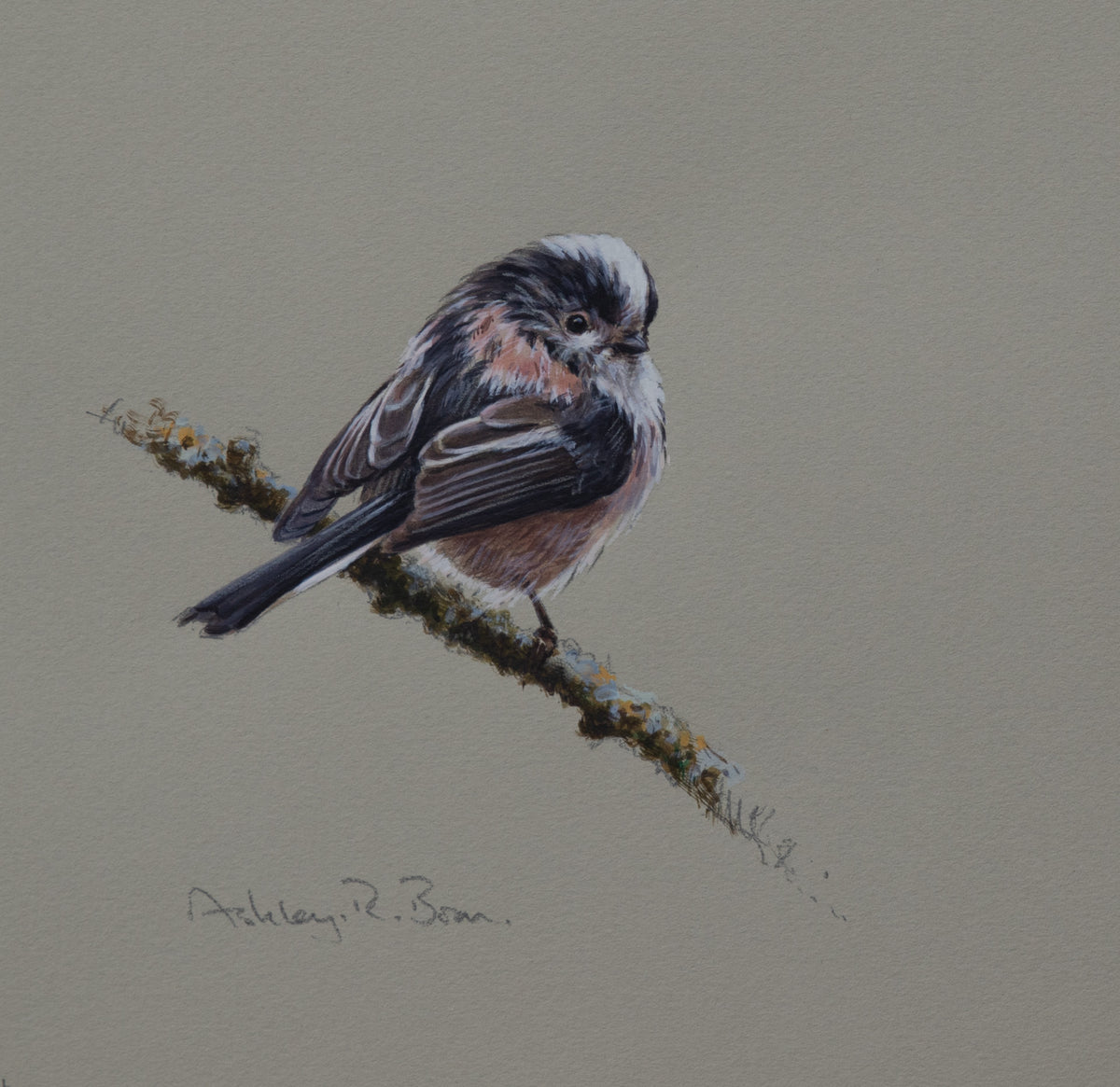 'Long-tailed Tit' - Original Watercolour by Ashley Boon - 7" x 6.5 ...